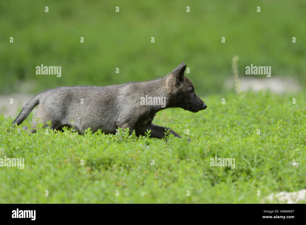 Timberwolf, Canis lupus lycaon, puppy, meadow, run, at the side, view ...