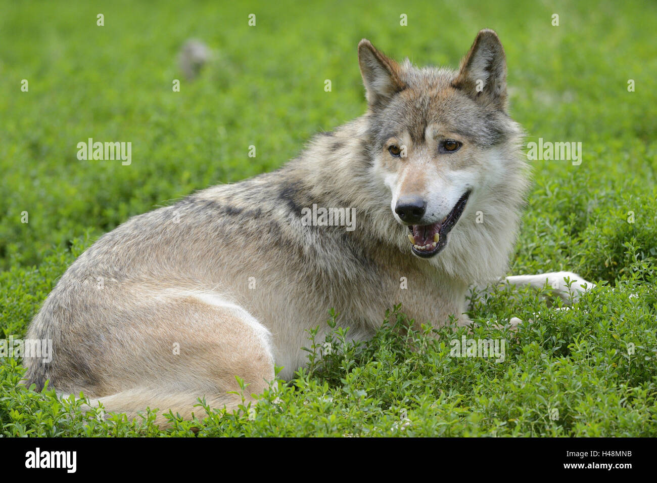 Timberwolf, Canis lupus lycaon, meadow, lie, at the side, view camera ...