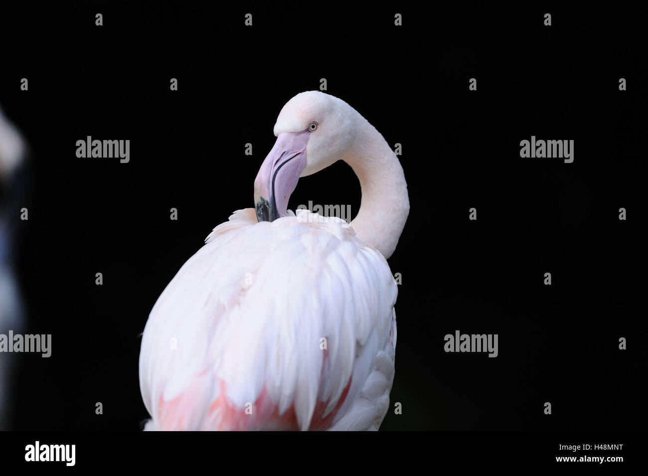 Greater flamingo, back view Stock Photo - Alamy