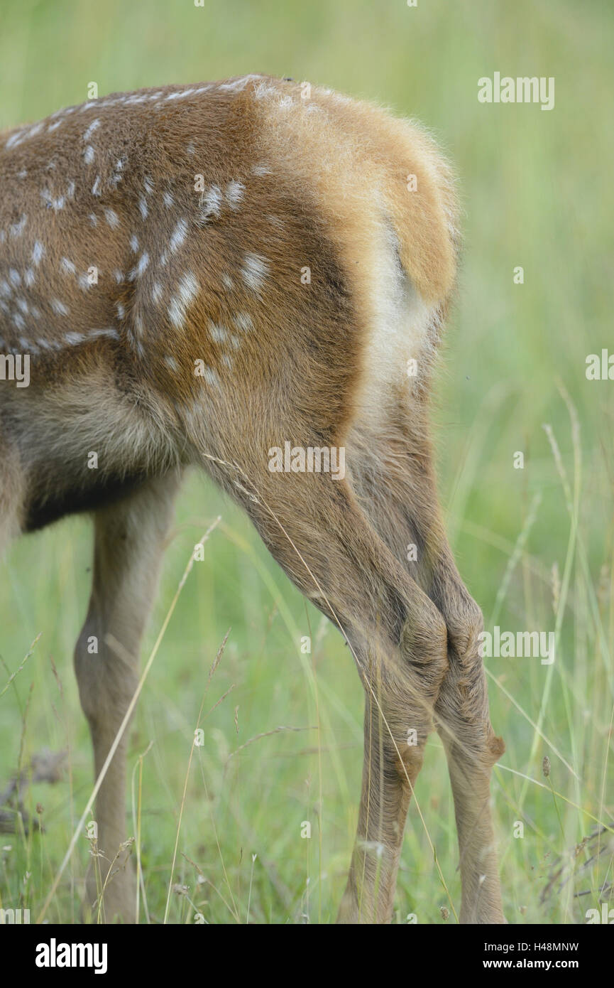 Red deer, Cervus elaphus, calf, back, at the side, detail Stock Photo ...