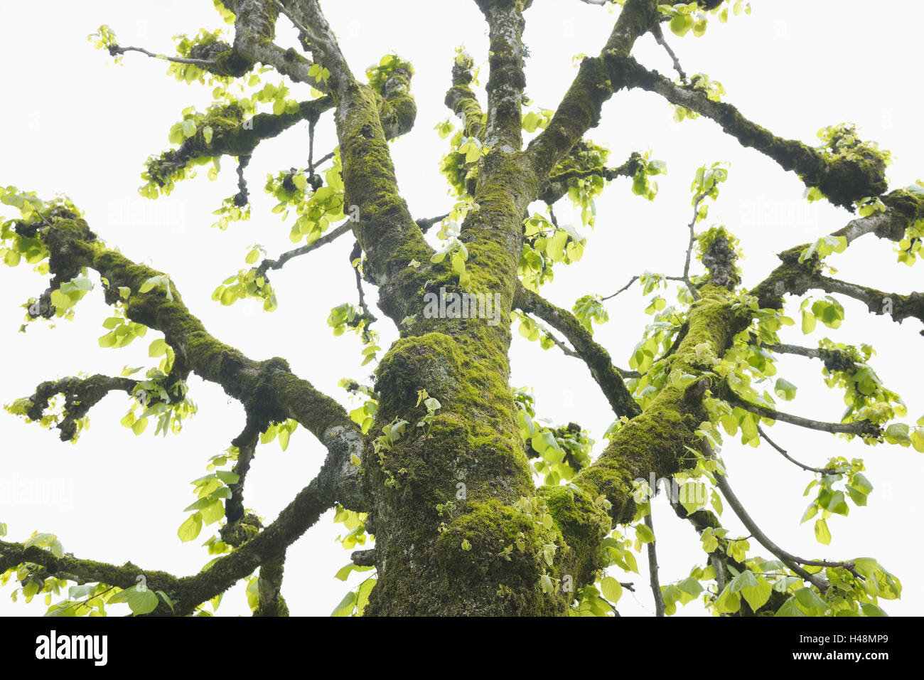 Lime-tree, Tilia, spring Stock Photo - Alamy