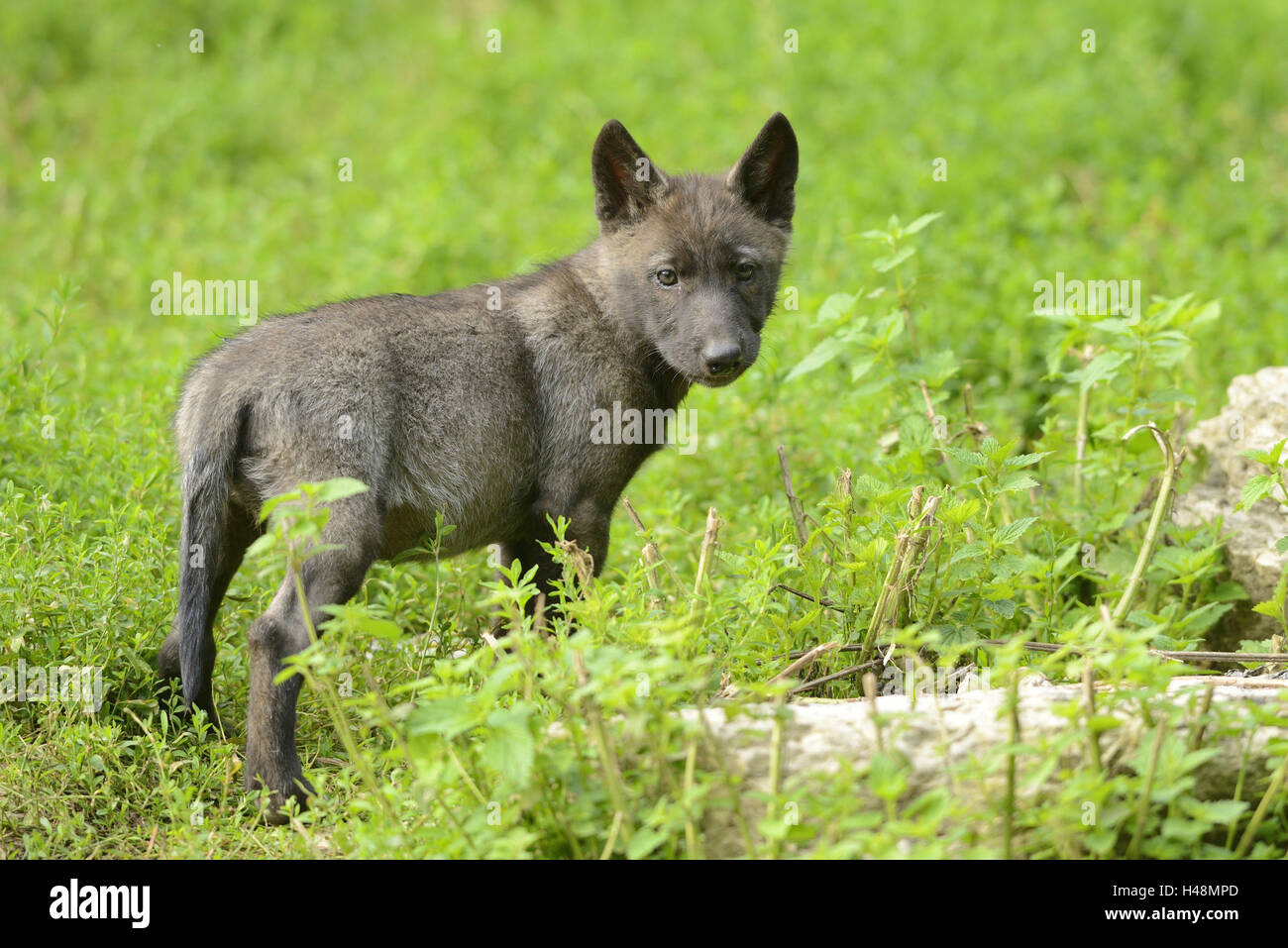Timberwolf, Canis lupus lycaon, puppy, meadow, stand, at the side, view ...
