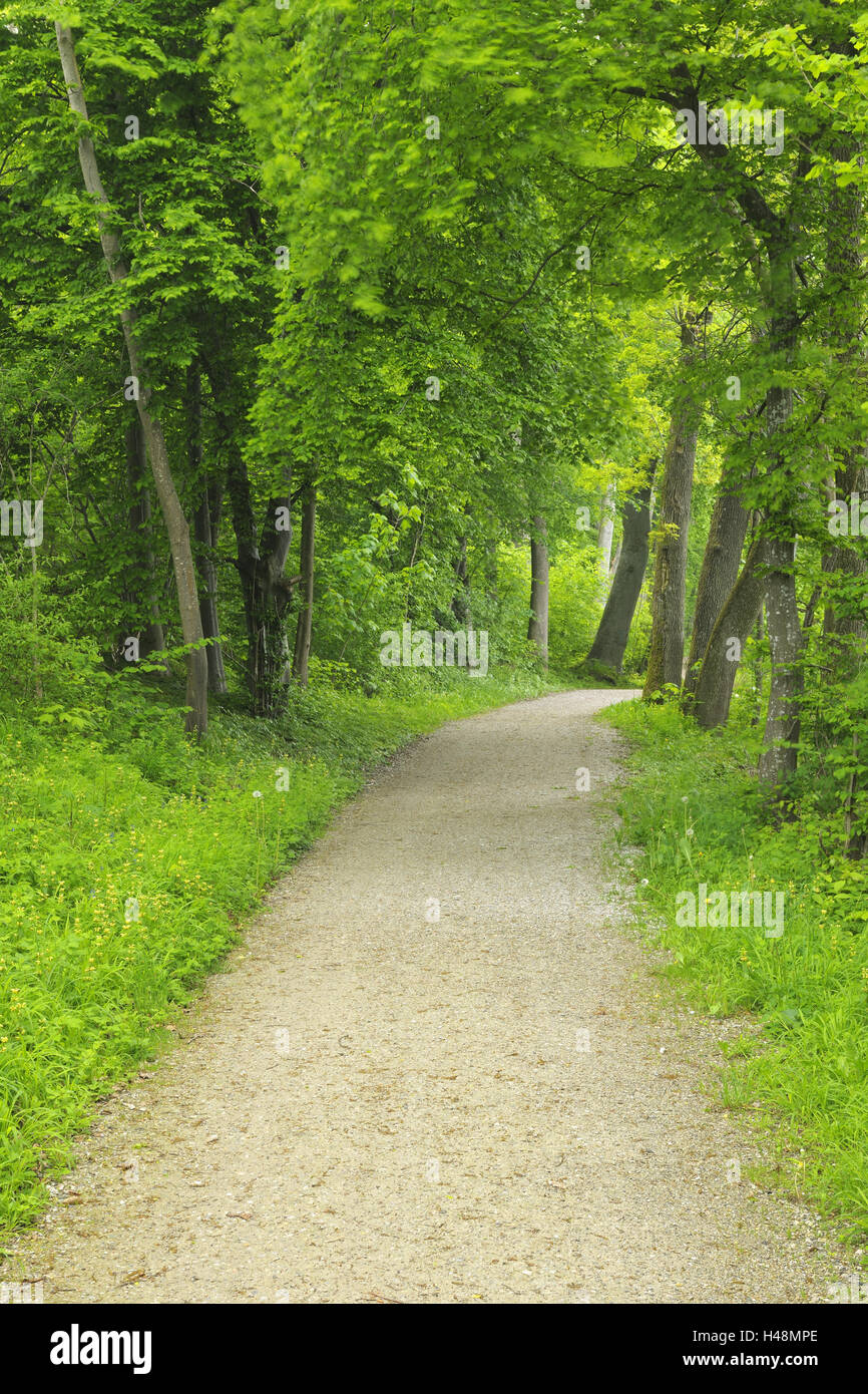Away, avenue, shore, spring, Lake Chiem, Bavaria, Germany Stock Photo ...