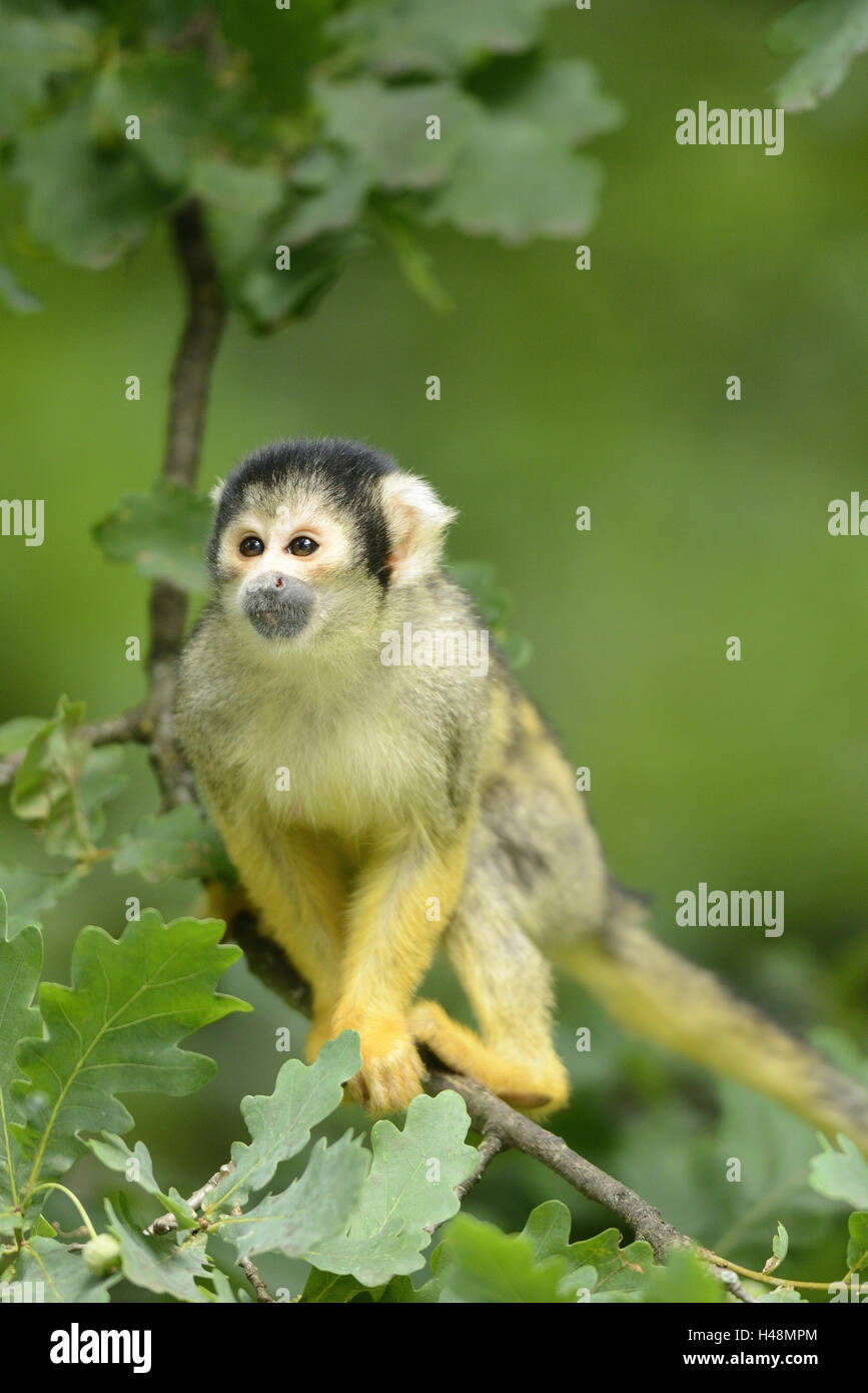 Deaths head monkey hi-res stock photography and images - Alamy