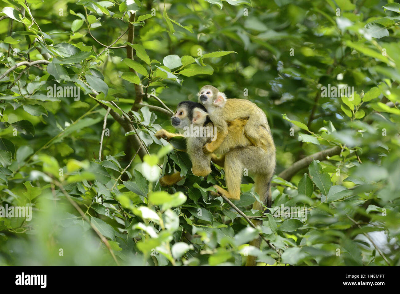 Usual death's-head monkeys, Saimiri sciureus, mother animal, young ...
