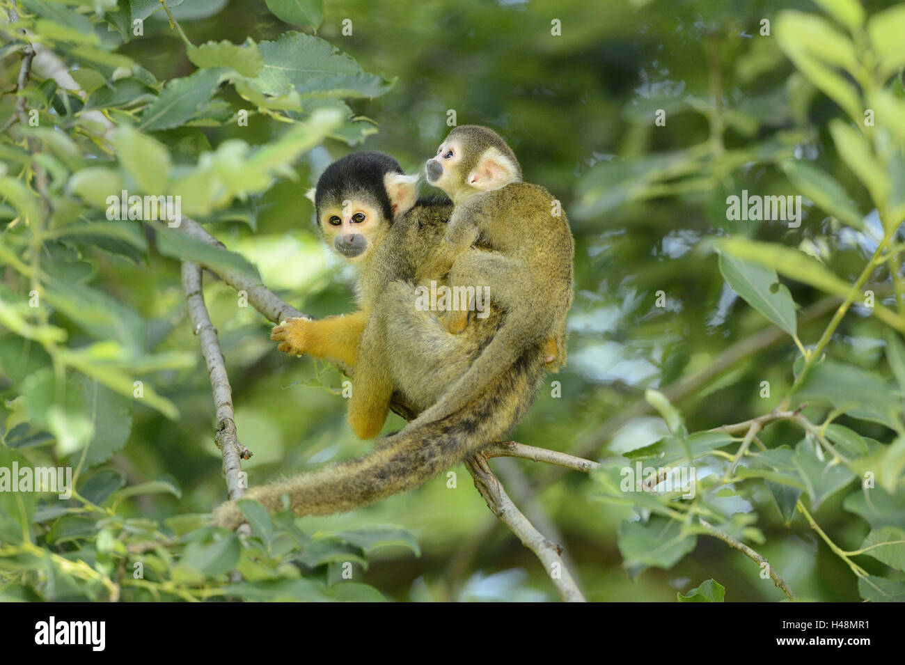 Common squirrel monkeys, Saimiri sciureus, mother animal, young animal ...
