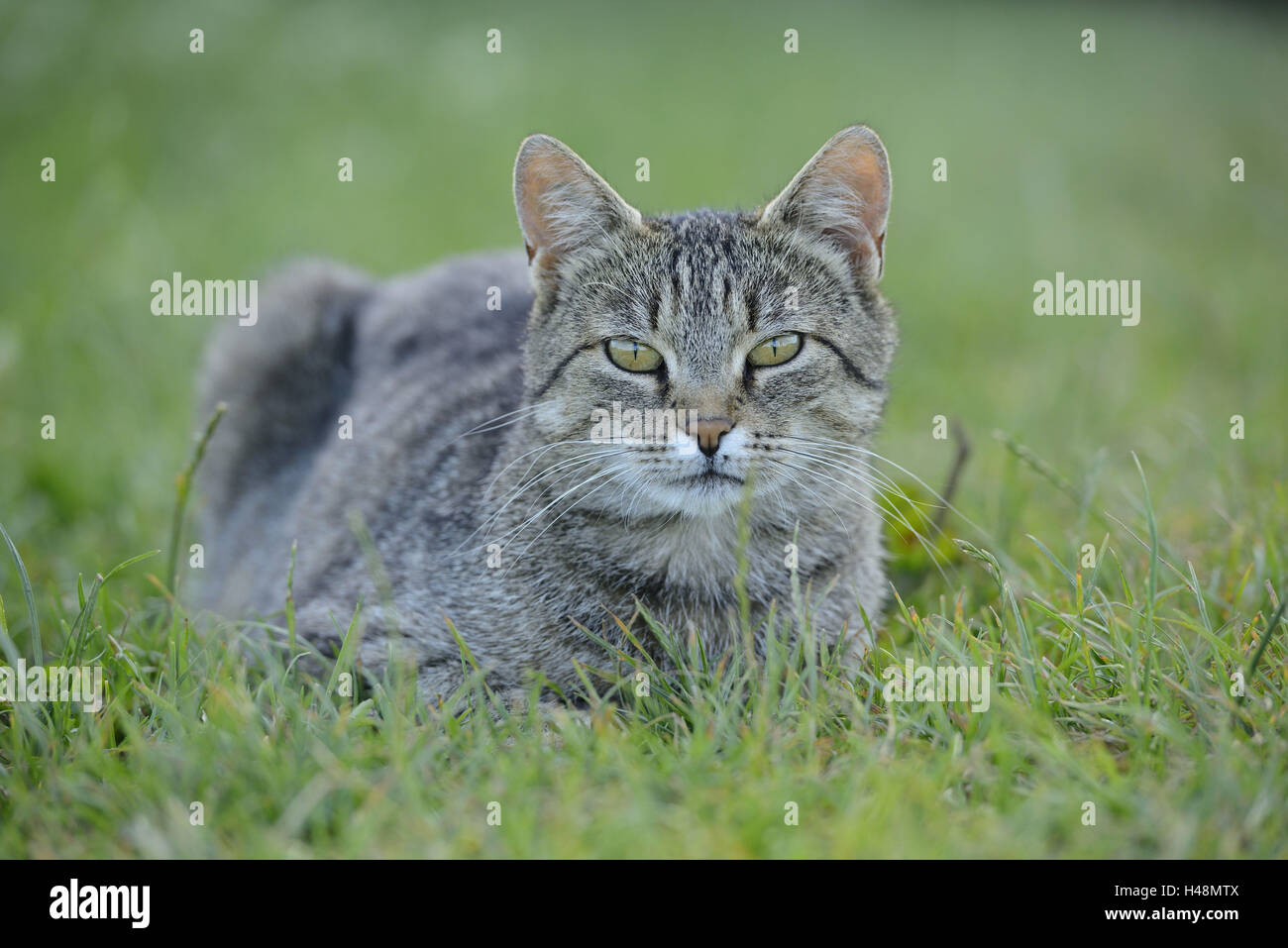 Domestic cat, Felis silvestris catus, meadow, front view, lying ...