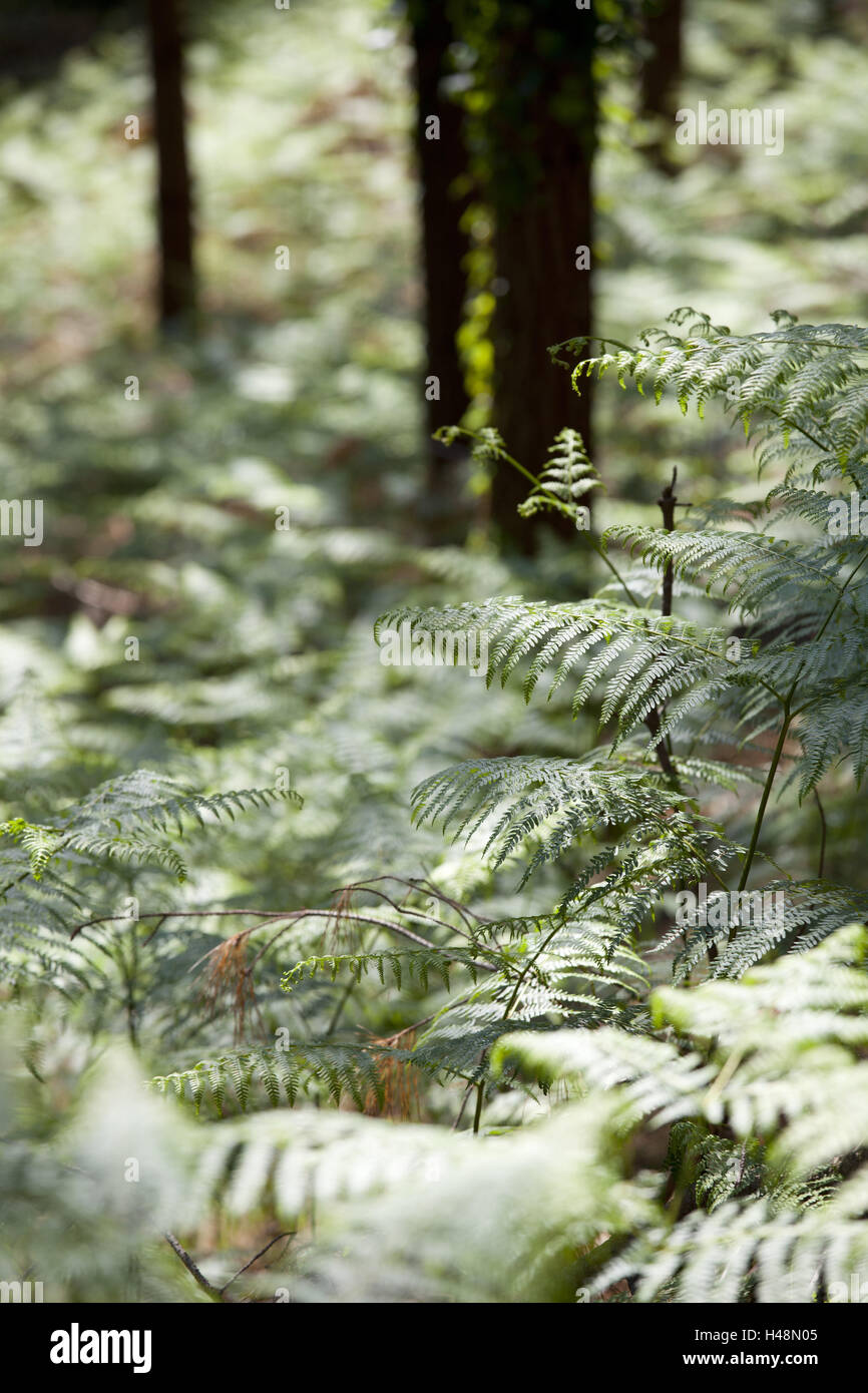 Wood in the Basque Provinces, Spain Stock Photo - Alamy