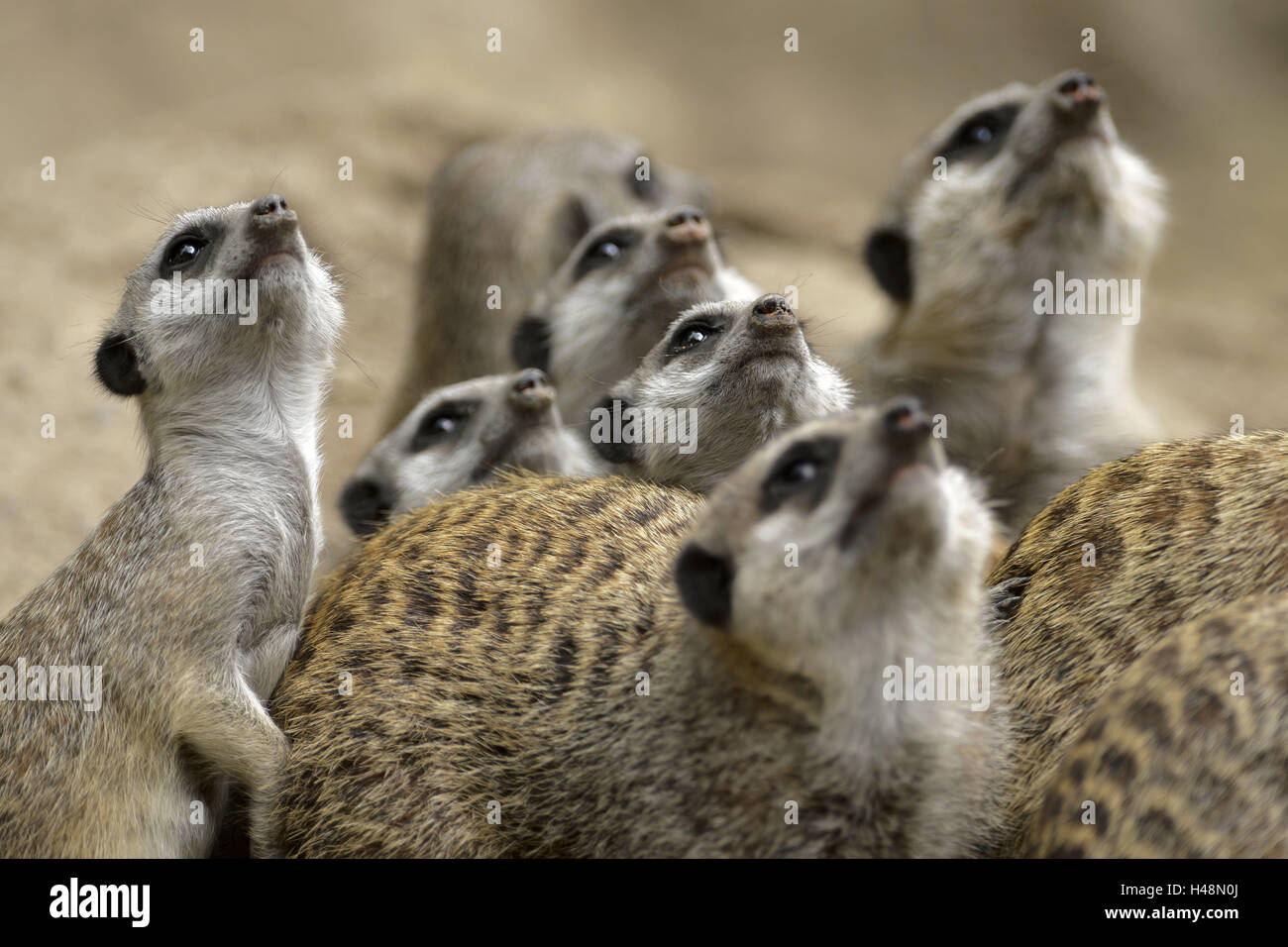 suricat, group, view upwards Stock Photo - Alamy