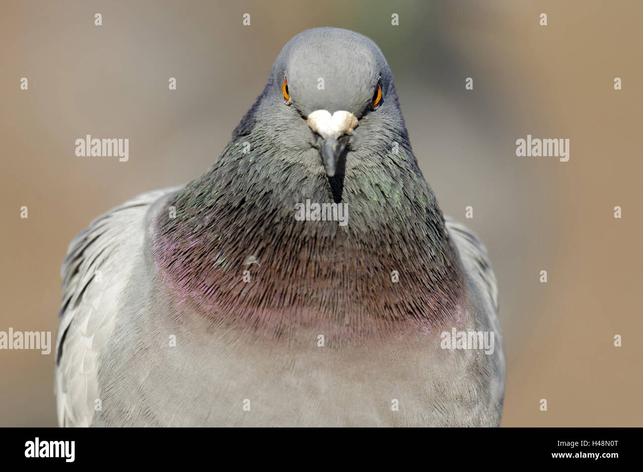 Town pigeon, view camera Stock Photo - Alamy