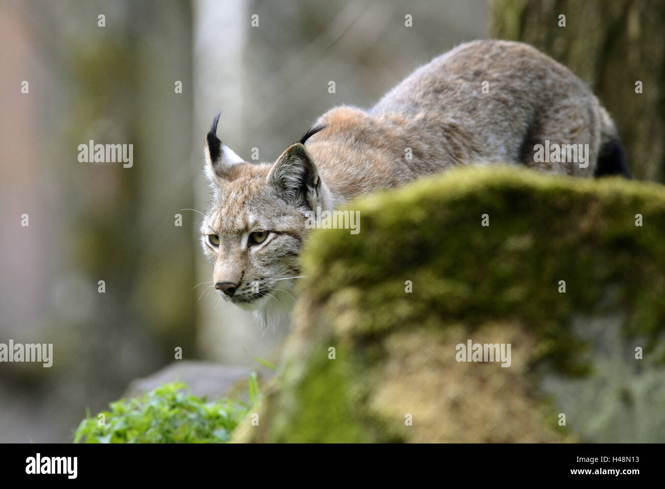 Lynx, rock, Anguidae Stock Photo - Alamy