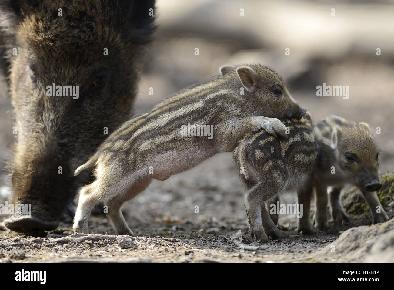 Wild boars nut hi-res stock photography and images - Alamy