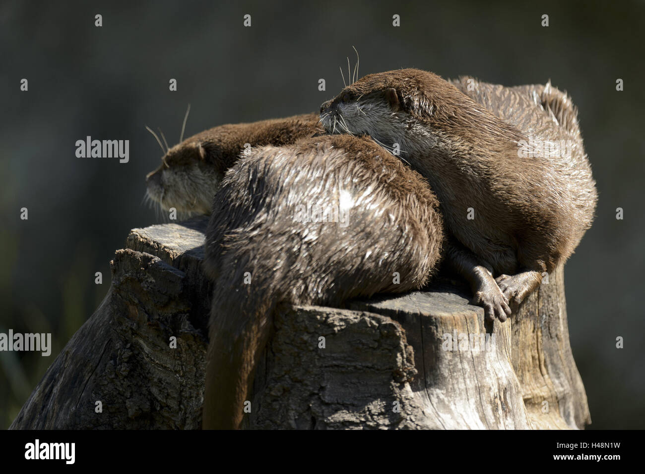 Dwarfs viper hi-res stock photography and images - Alamy