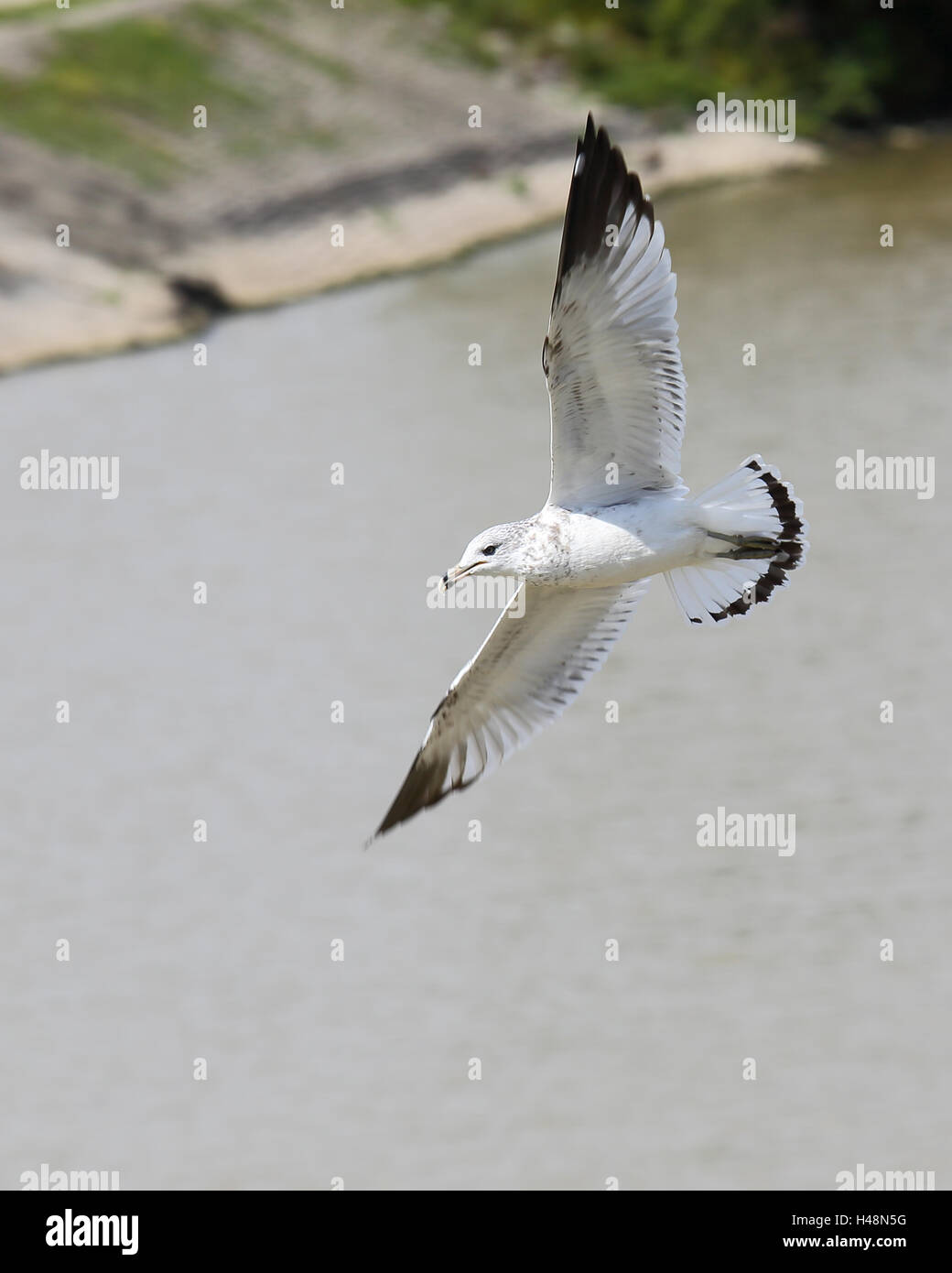 Ring billed seagull flying with a river as background Stock Photo - Alamy