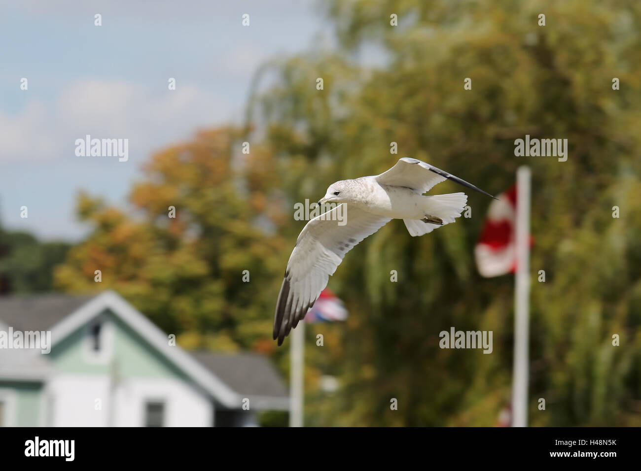 One Ring-billed seagull with black wingtips flying with a blue sky and ...