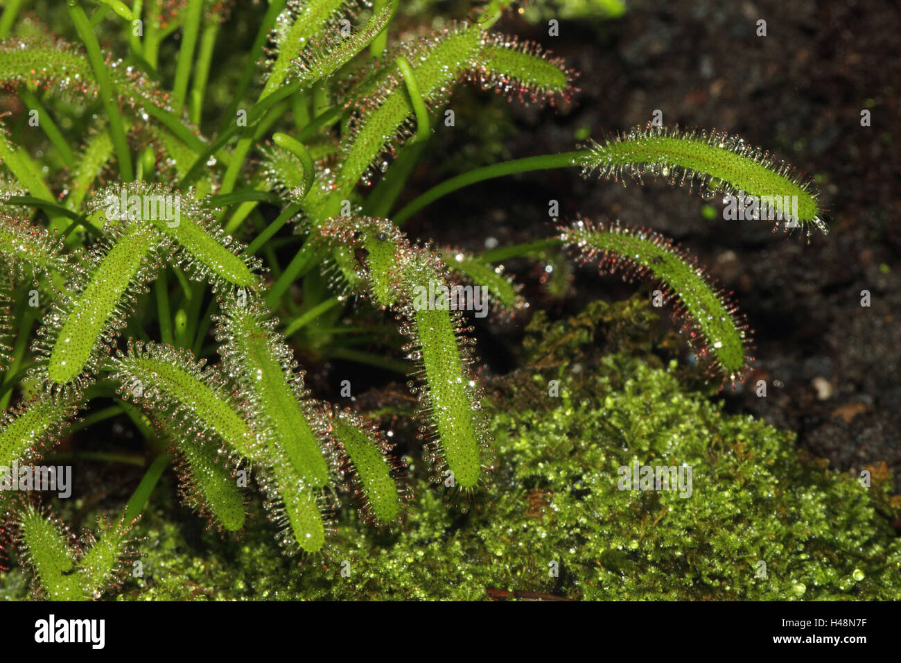 Cape sundew hi-res stock photography and images - Alamy