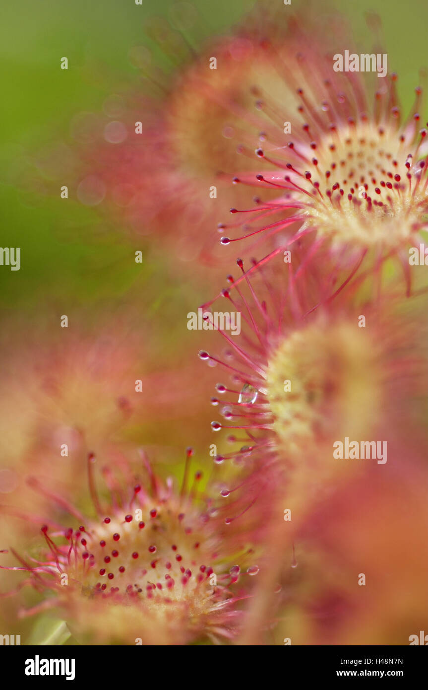 Spoonleaf sundew, Drosera intermedia, medium close-up Stock Photo - Alamy