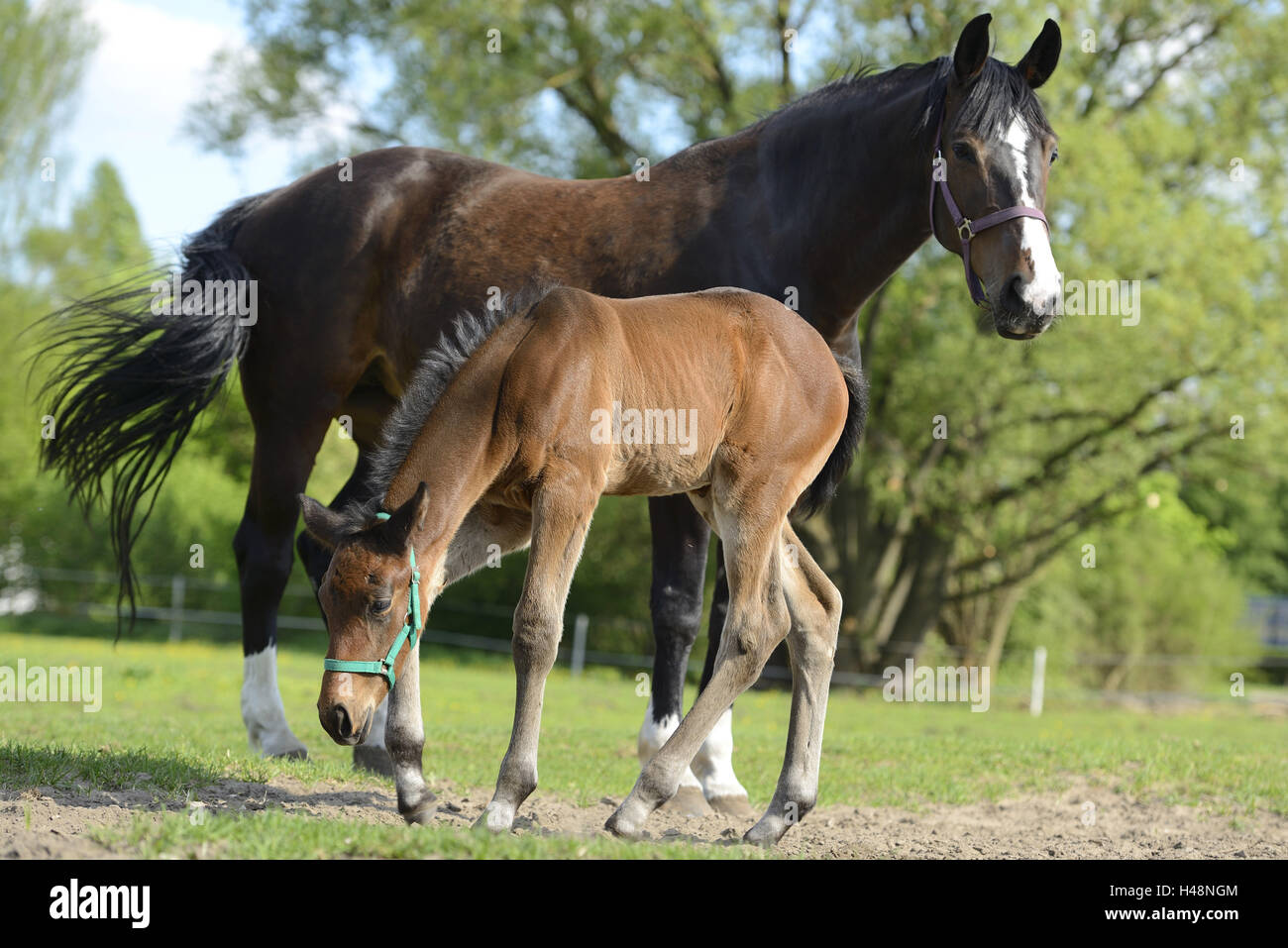 Horse, foal, meadow, at the side, stand Stock Photo - Alamy