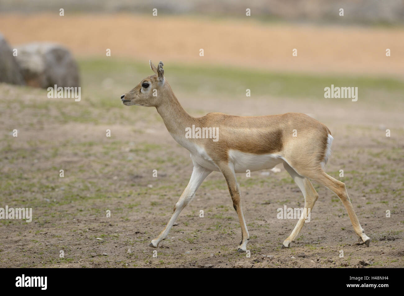 Deer goat antelopes, antelope cervicapra, at the side, go Stock Photo ...