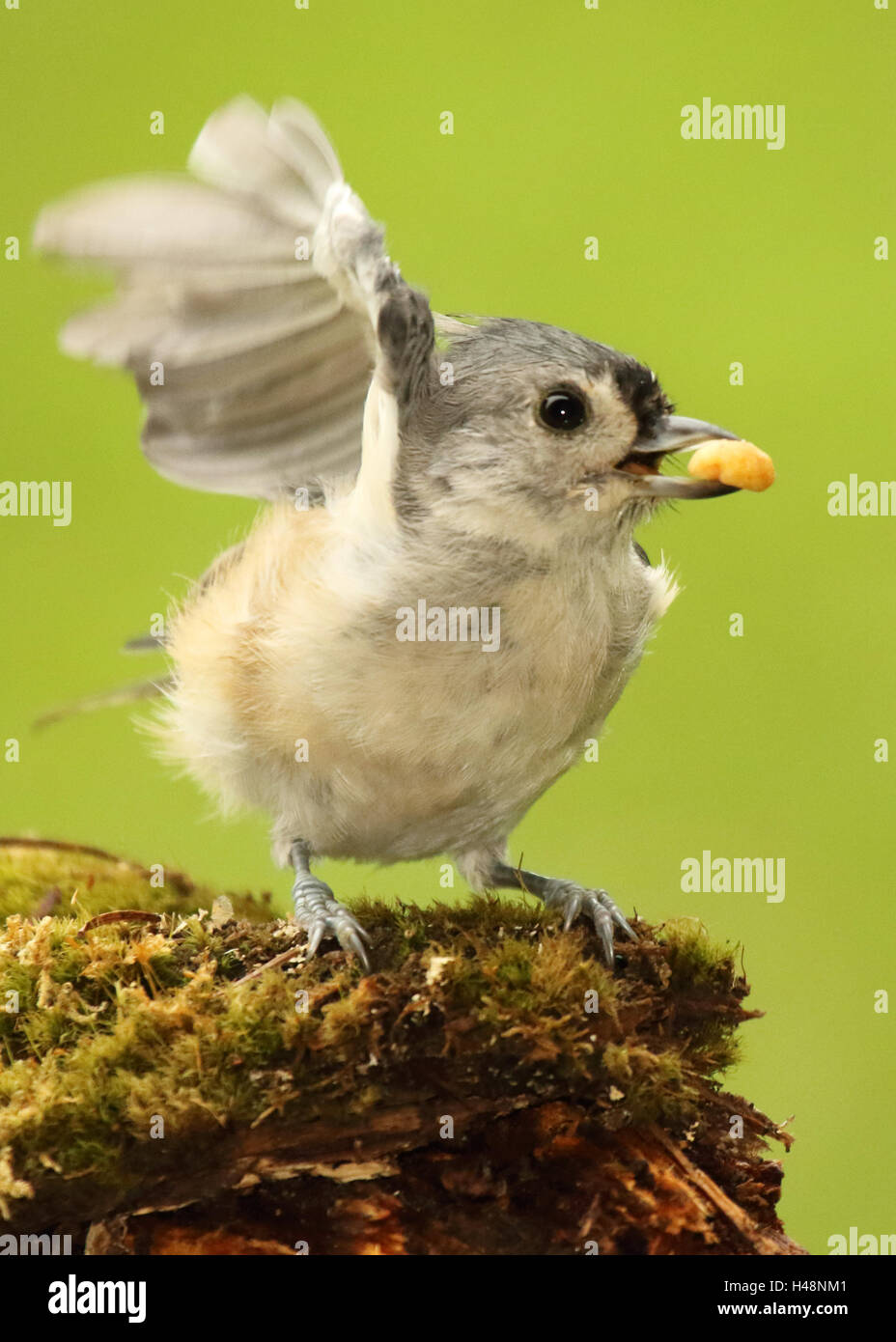 A Tufted Titmouse flying away with a peanut Stock Photo - Alamy
