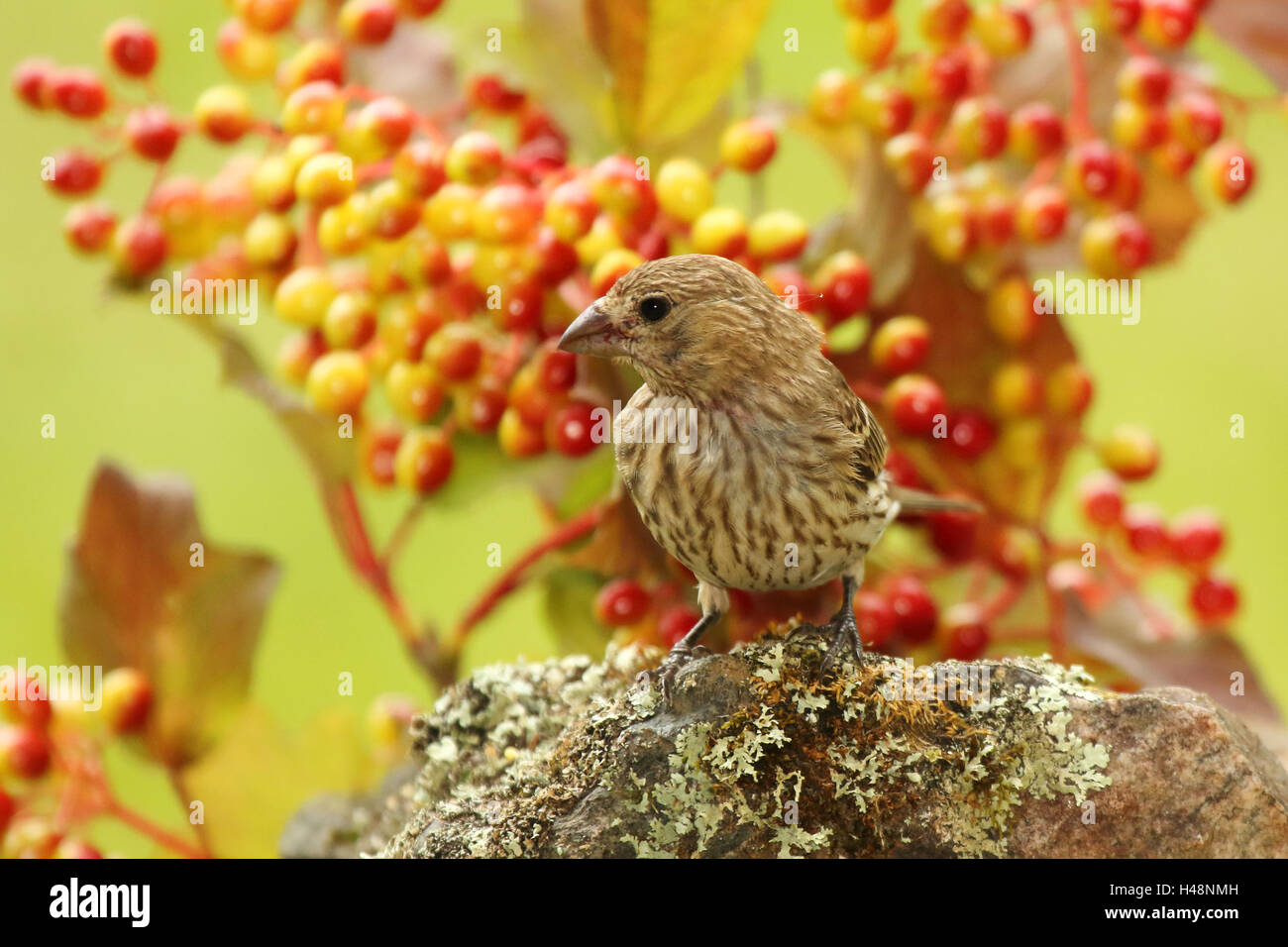 Finch berries hi-res stock photography and images - Alamy