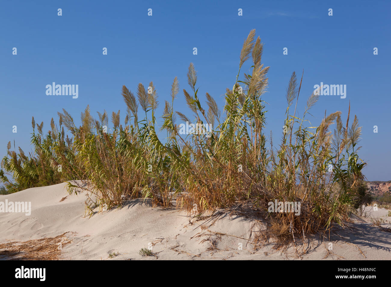 Greece, Crete, Elafonisi, dune grass, nature conservation Stock Photo ...