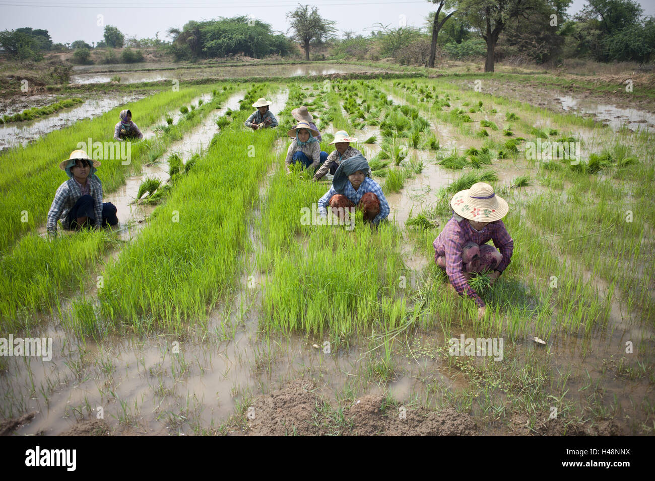 Myanmar, region of Bagan, rice cultivation Stock Photo - Alamy
