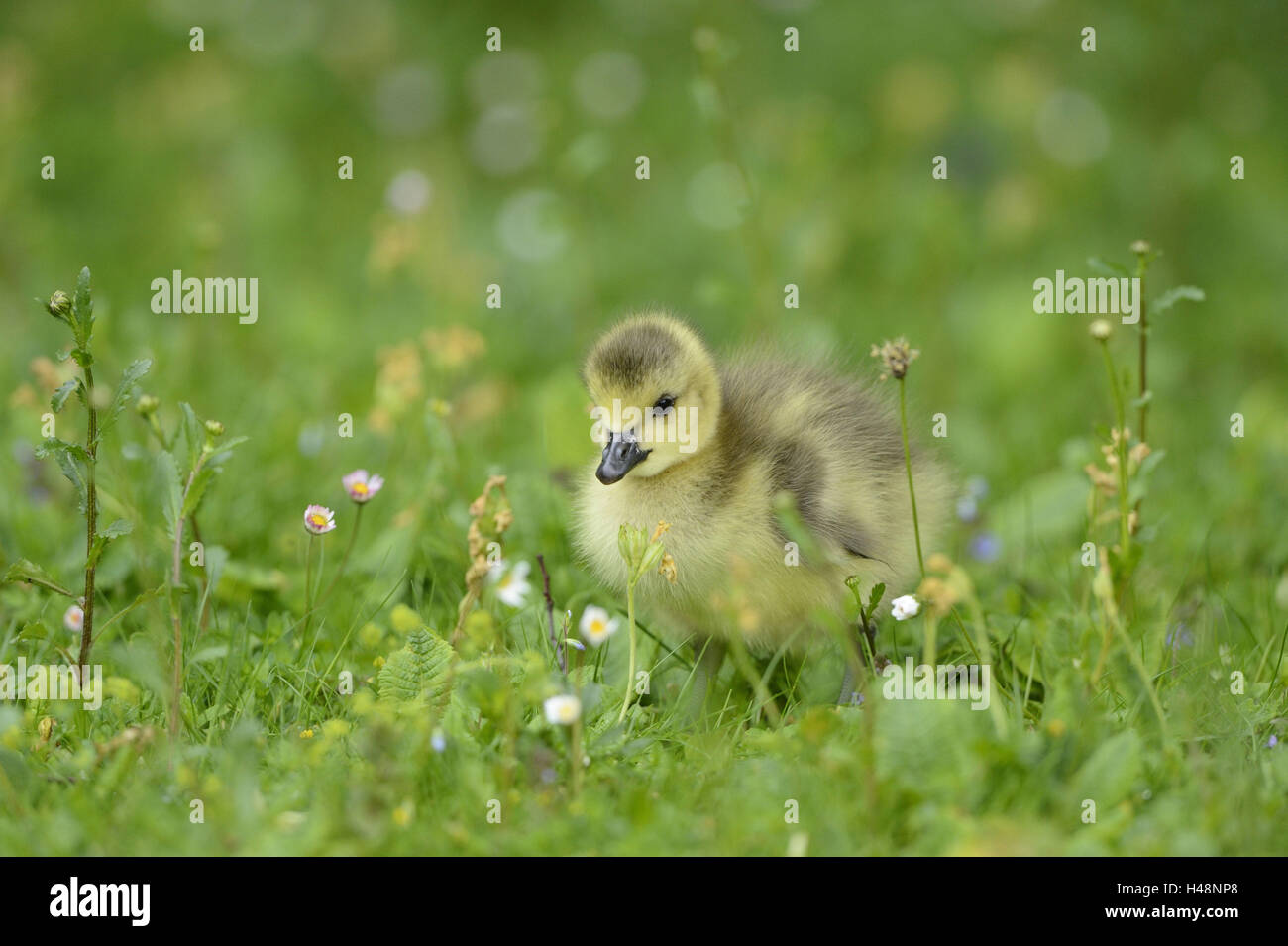Canada goose, Branta canadensis, chick, meadow, front view, standing ...