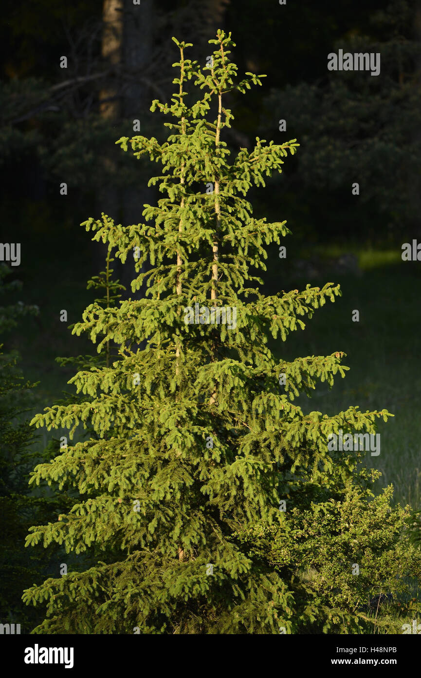 Common spruce, Picea abies, tree points Stock Photo - Alamy