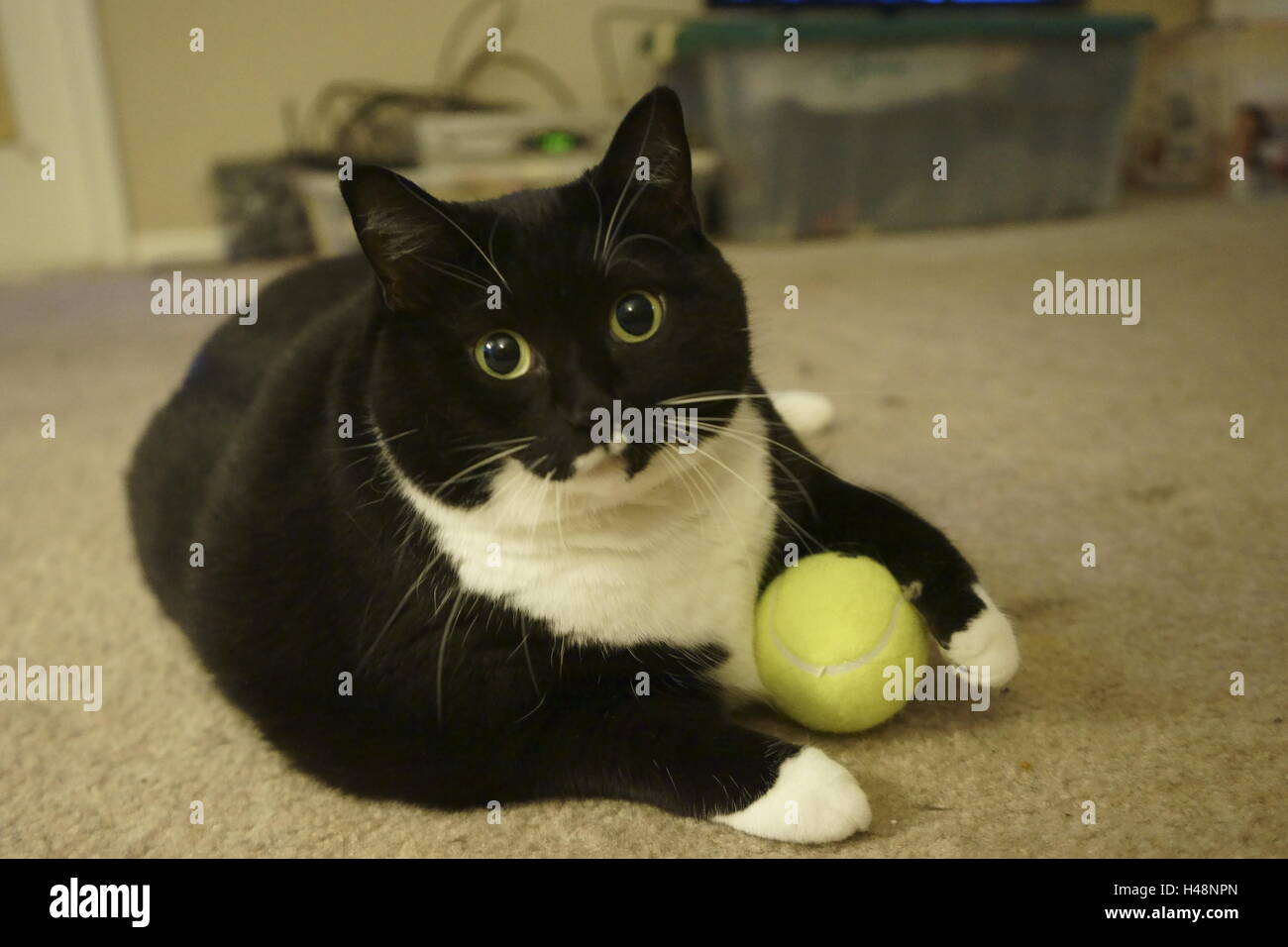 Kitty pose hi-res stock photography and images - Alamy