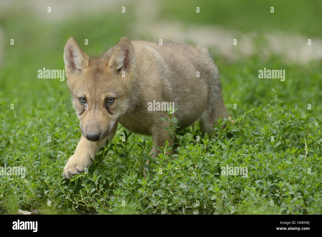 Timberwolf, Canis lupus lycaon, puppy, meadow, run, at the side, view ...