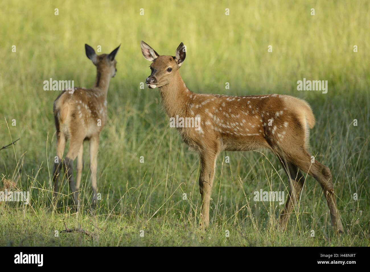 Deer calves hi-res stock photography and images - Alamy