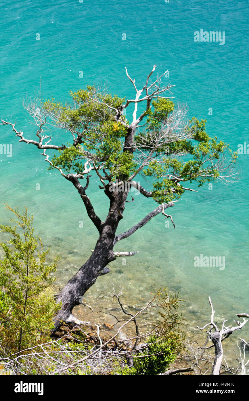 New Zealand, south island, Nydia Track, Duncan Bay Stock Photo - Alamy