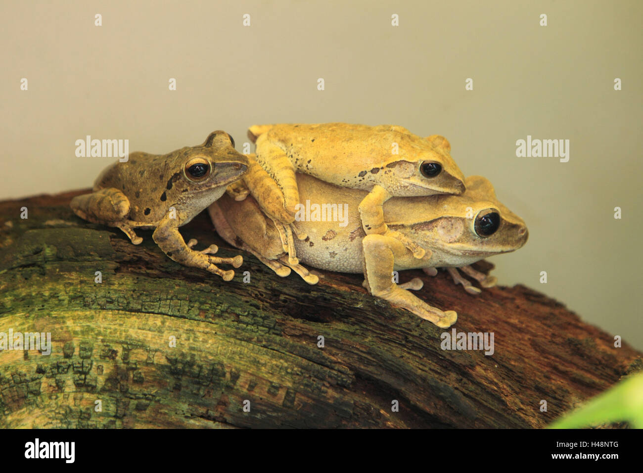 Polypedates frogs hi-res stock photography and images - Alamy