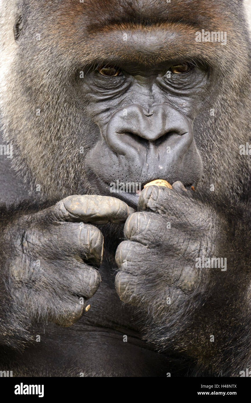 Plain gorilla, eat, portrait Stock Photo - Alamy