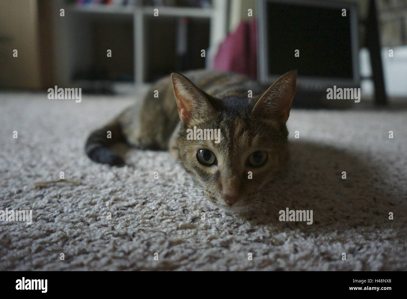 Curious kitty hi-res stock photography and images - Alamy