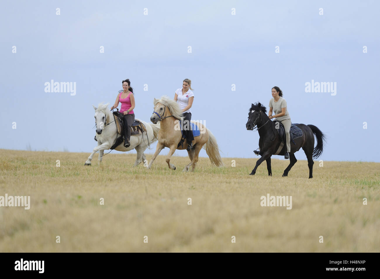 Riders, horses, field, at the side, ride Stock Photo - Alamy