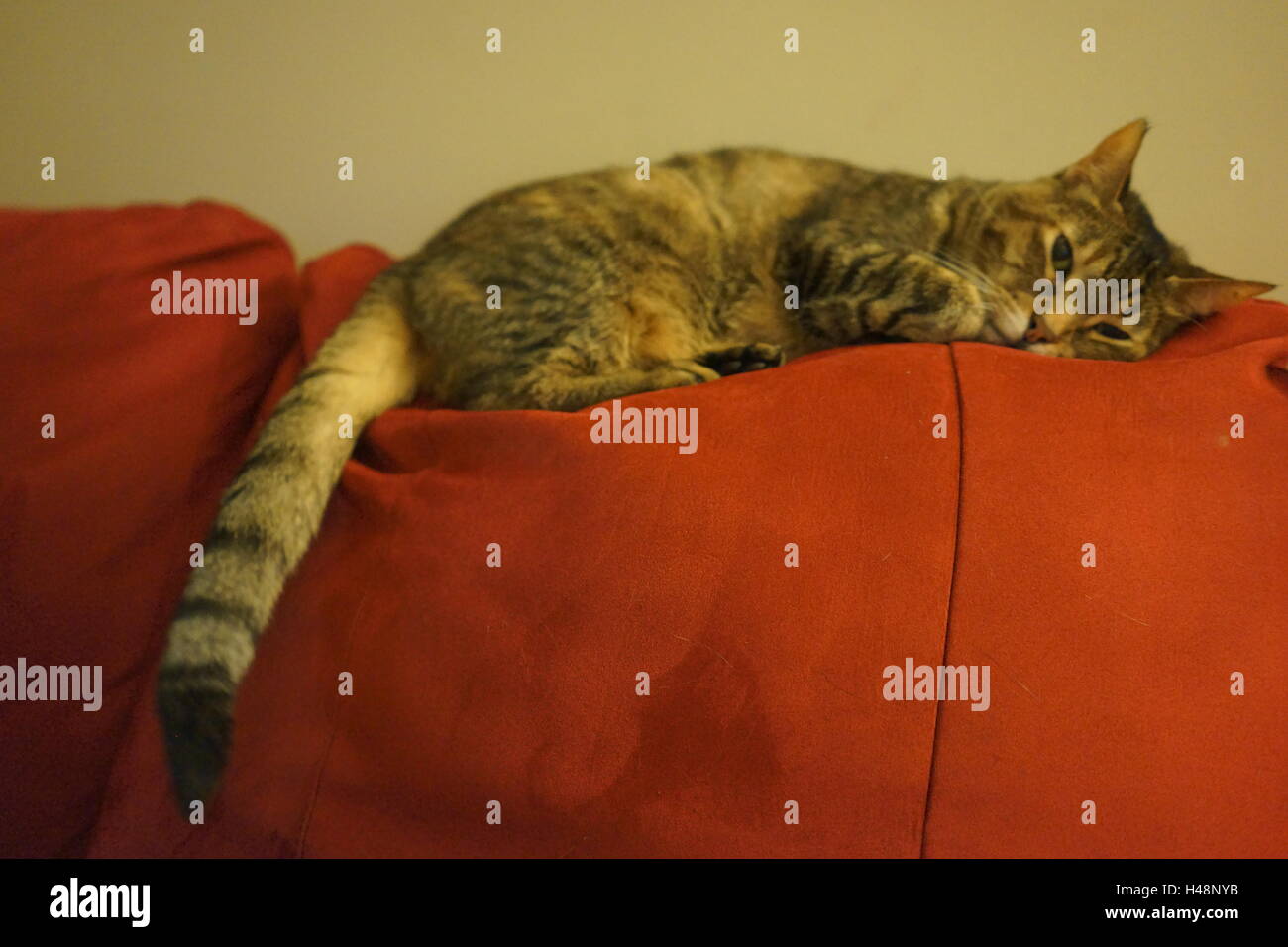 Maroon cat hi-res stock photography and images - Alamy