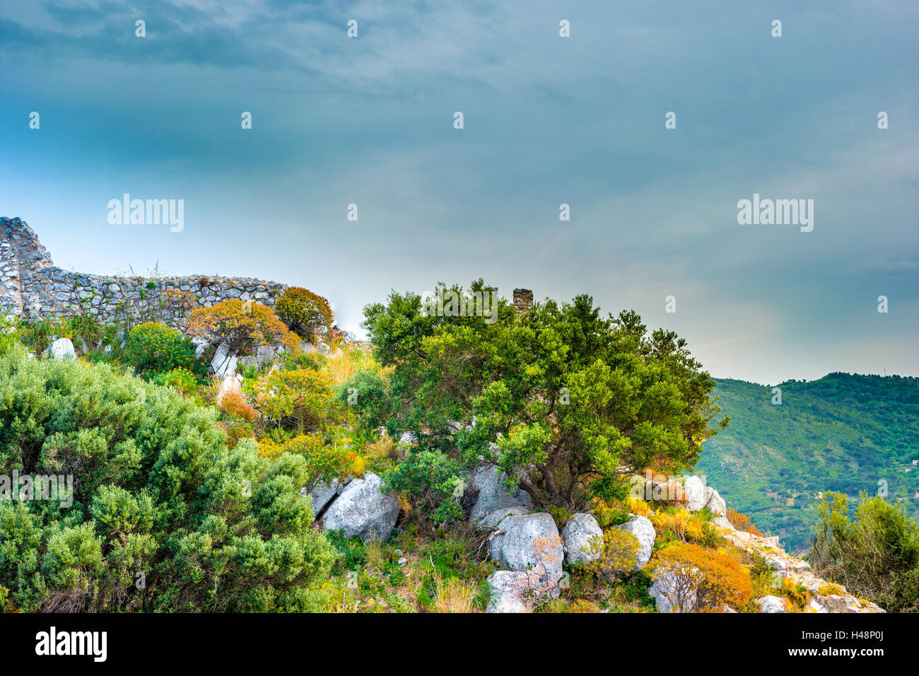 Landscape with trees and stones Stock Photo - Alamy