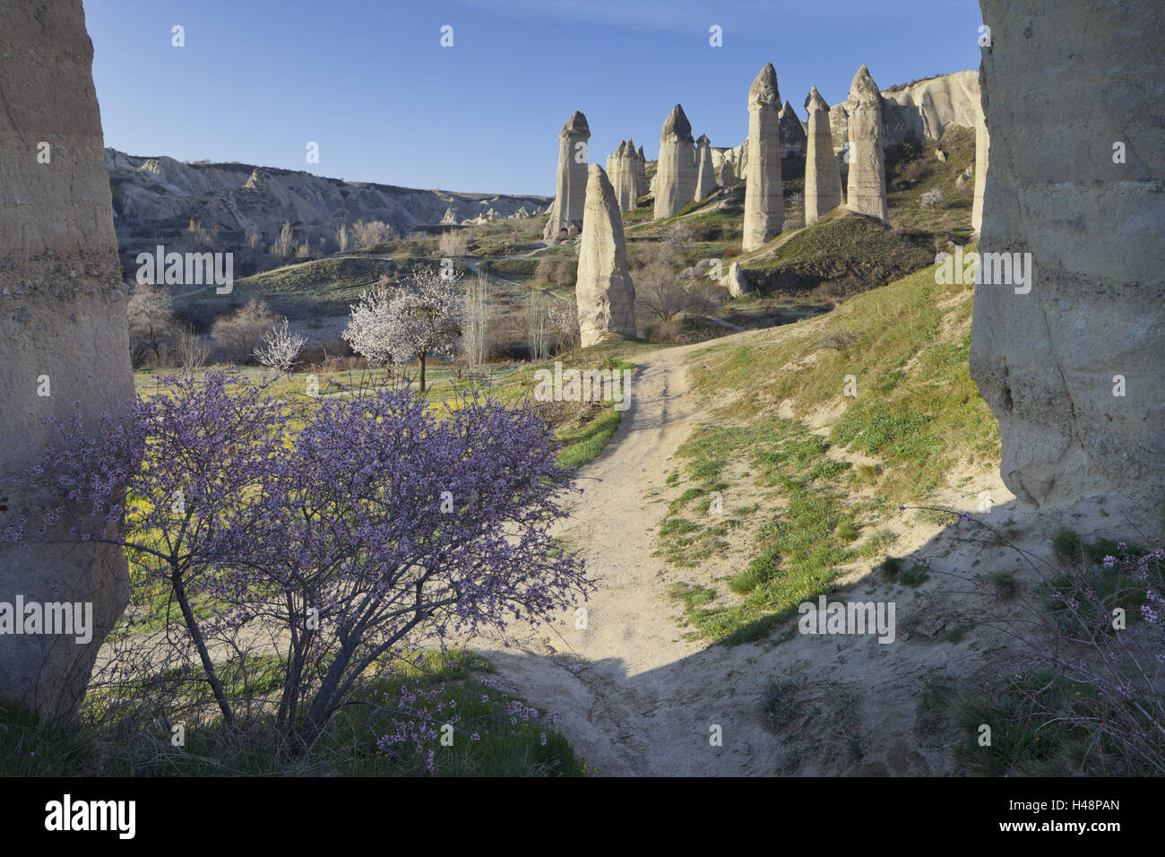 Fairy chimneys in dear valley, tuff stone, Cappadocia, Anatolia, Turkey ...