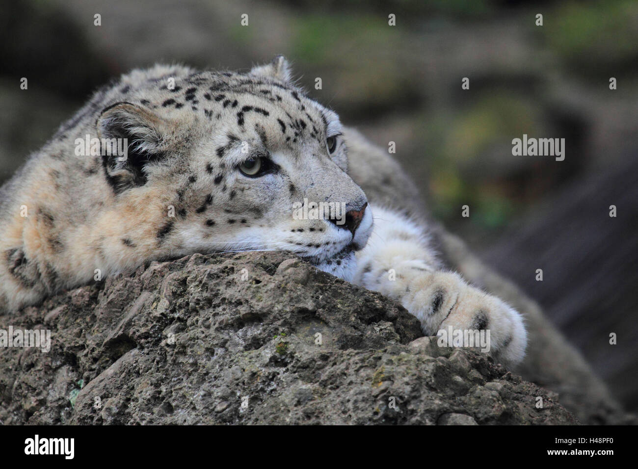 Snow leopard, rest Stock Photo - Alamy