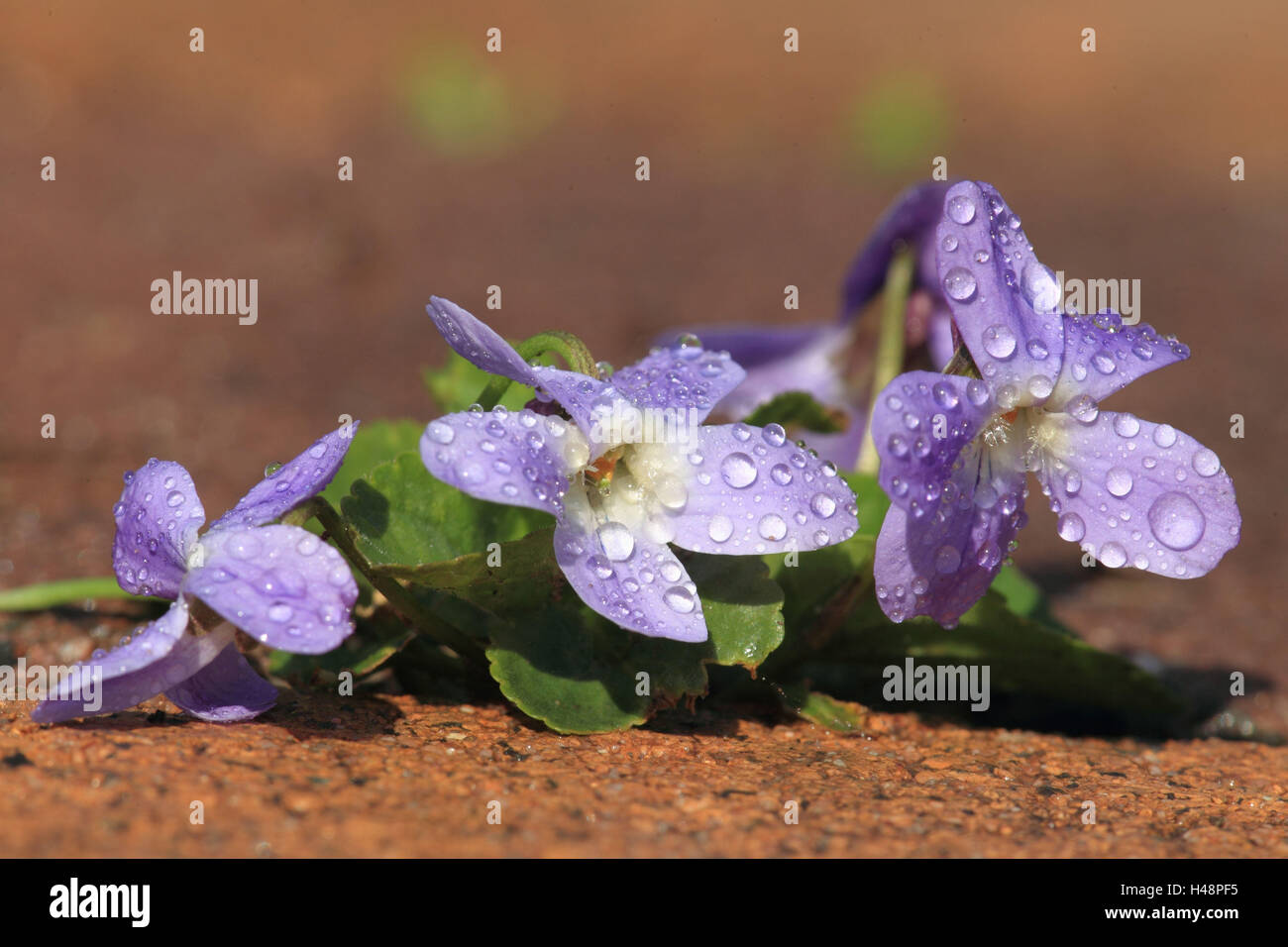 Violets flower hi-res stock photography and images - Alamy