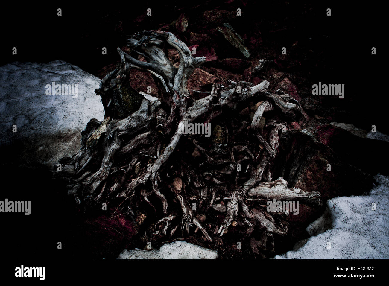 Weather-beaten tree root Stock Photo - Alamy