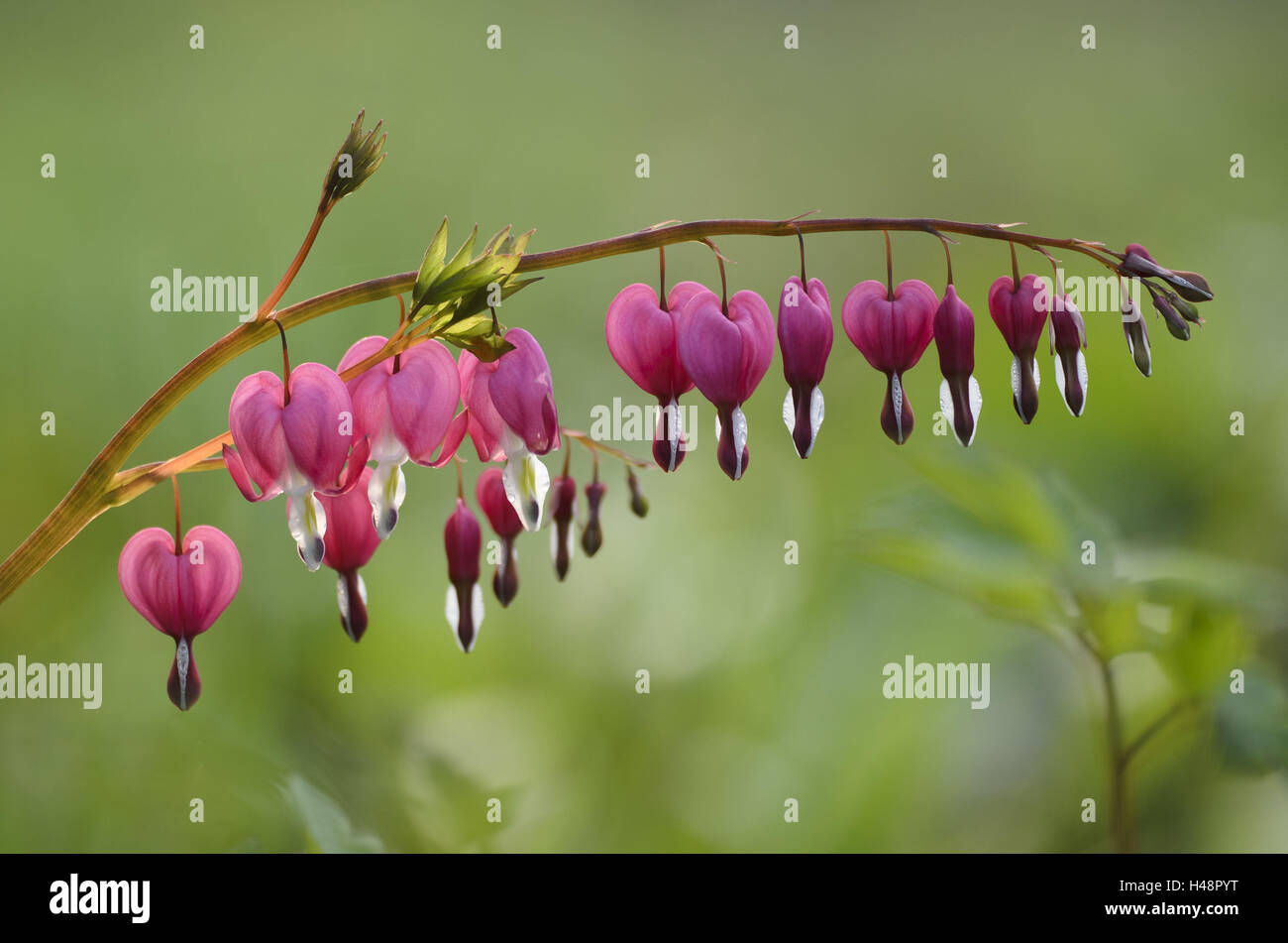 Bleeding heart, Lamprocapnos spectabilis, blossoms, close-up Stock ...