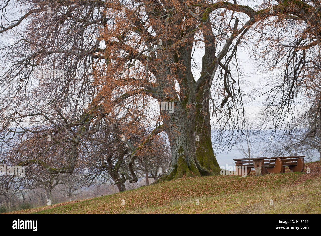 Lime-trees in late autumn Stock Photo - Alamy