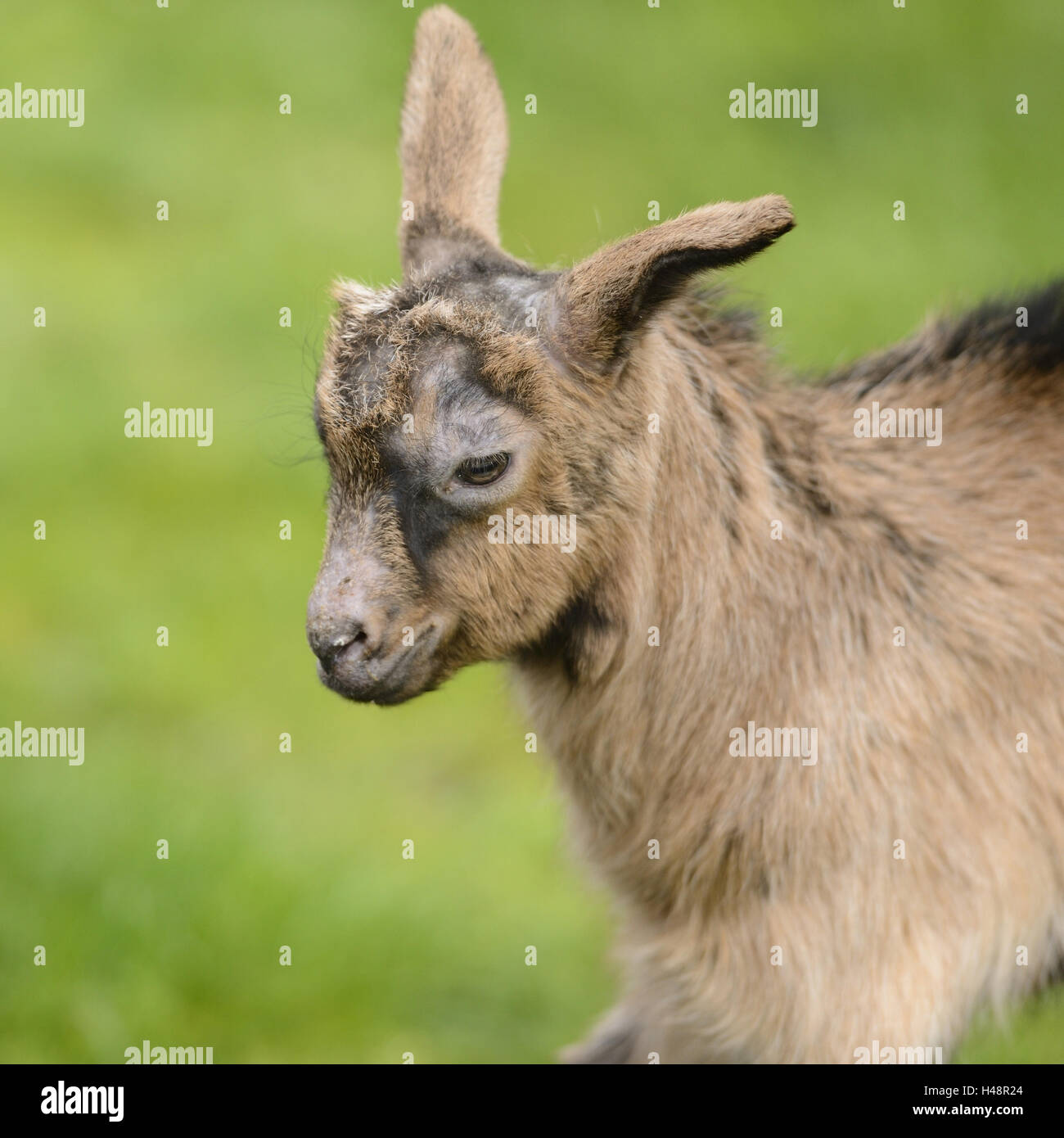 House goat, Capra aegagrus hircus, young animal, portrait, at the side ...