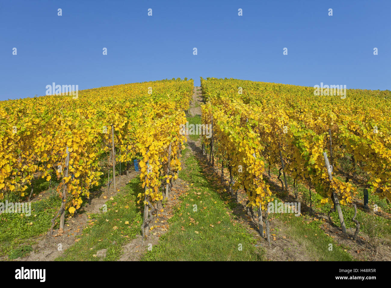 Moselle Wine Region Luxembourg High Resolution Stock Photography and ...