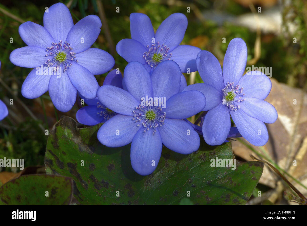 Liverworts, Hepatica nobilis, flower 2013, plants, wild plants ...