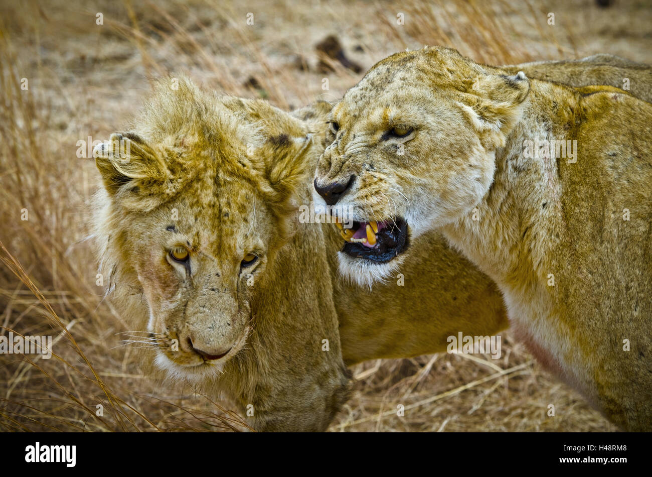Africa, Tanzania, East Africa, crater, volcano crater, Ngorongoro, lion ...