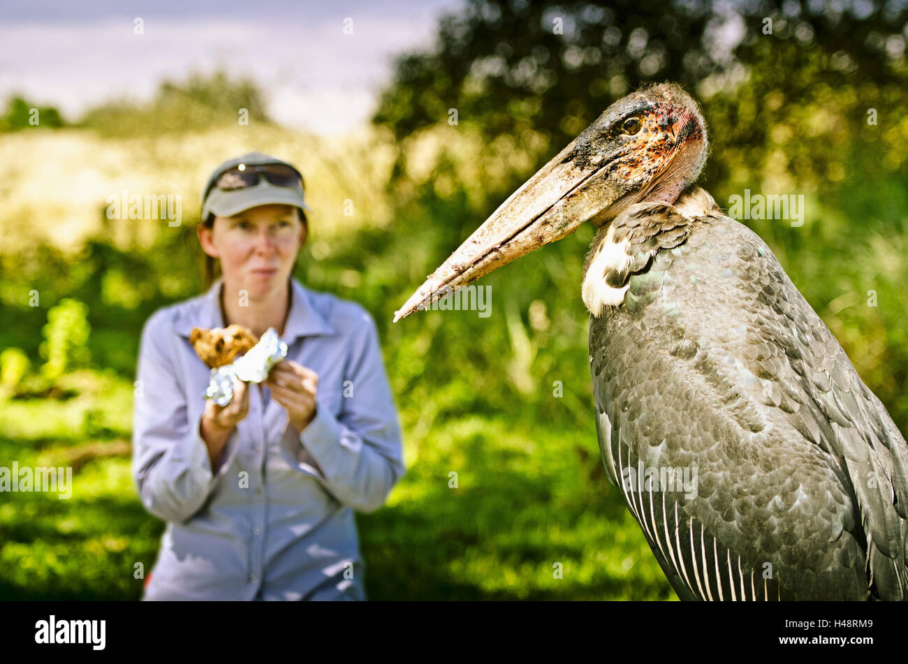 Africa, Tanzania, crater, Ngorongoro, marabou, person, people, woman ...